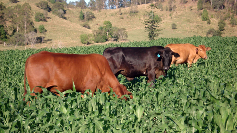 Farm Tours Sunshine Coast - Sunshine Coast Regional Food Directory