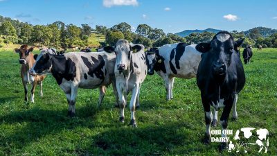 Obi Obi Dairy - Sunshine Coast Regional Food