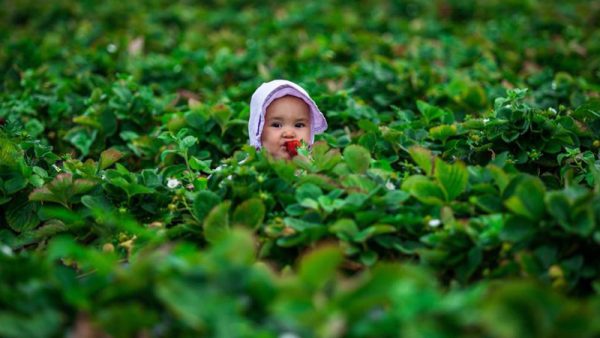 Cooloola Berries - Sunshine Coast Regional Food