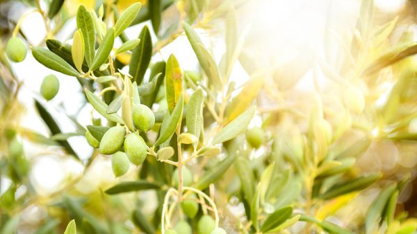 Fat Hen Farm - Sunshine Coast Regional Food