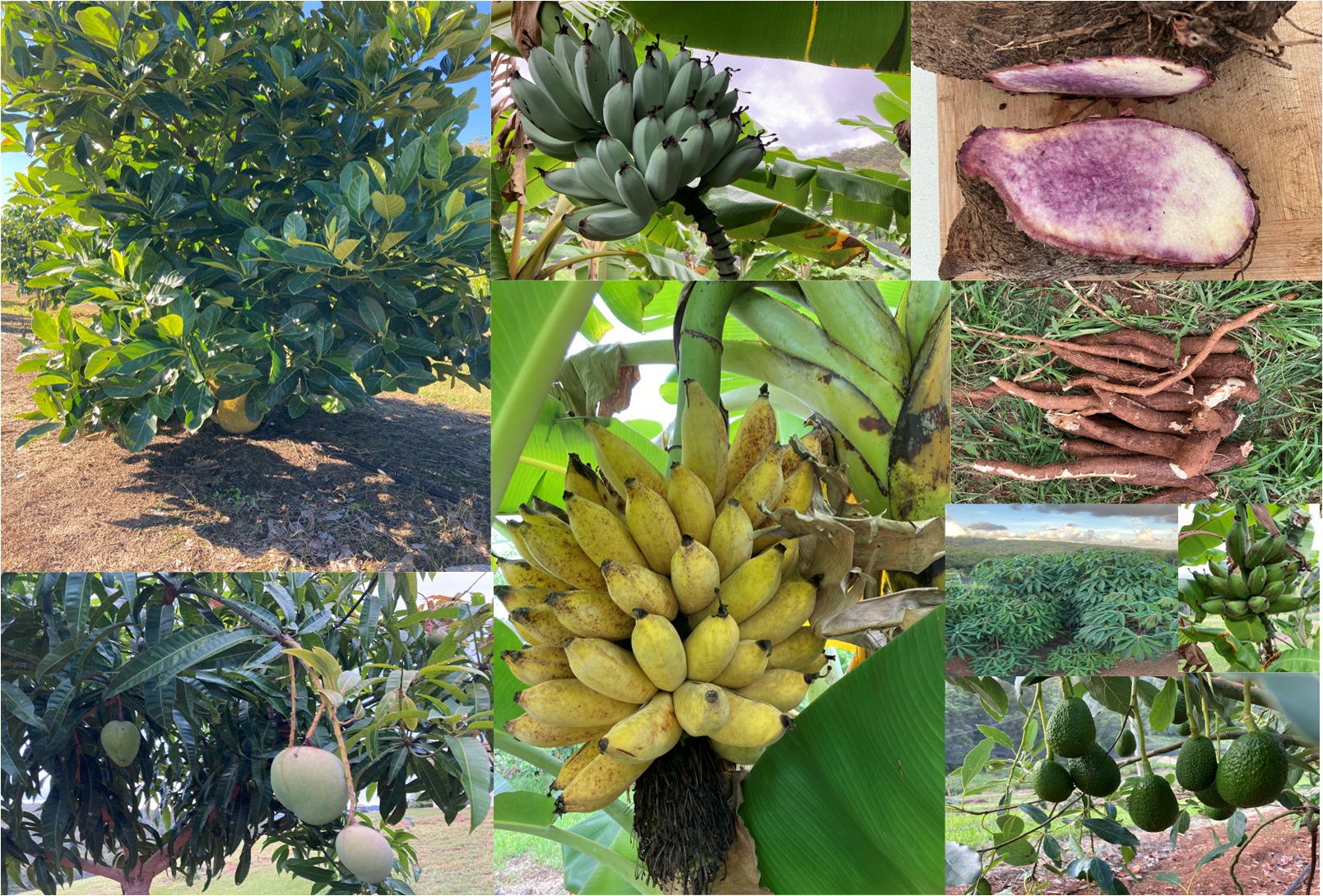 Wasala Farms - Sunshine Coast Regional Food